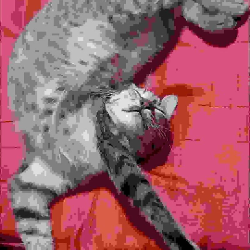 Beautiful and Cute Cat Popo | NFT Collection | Airnfts