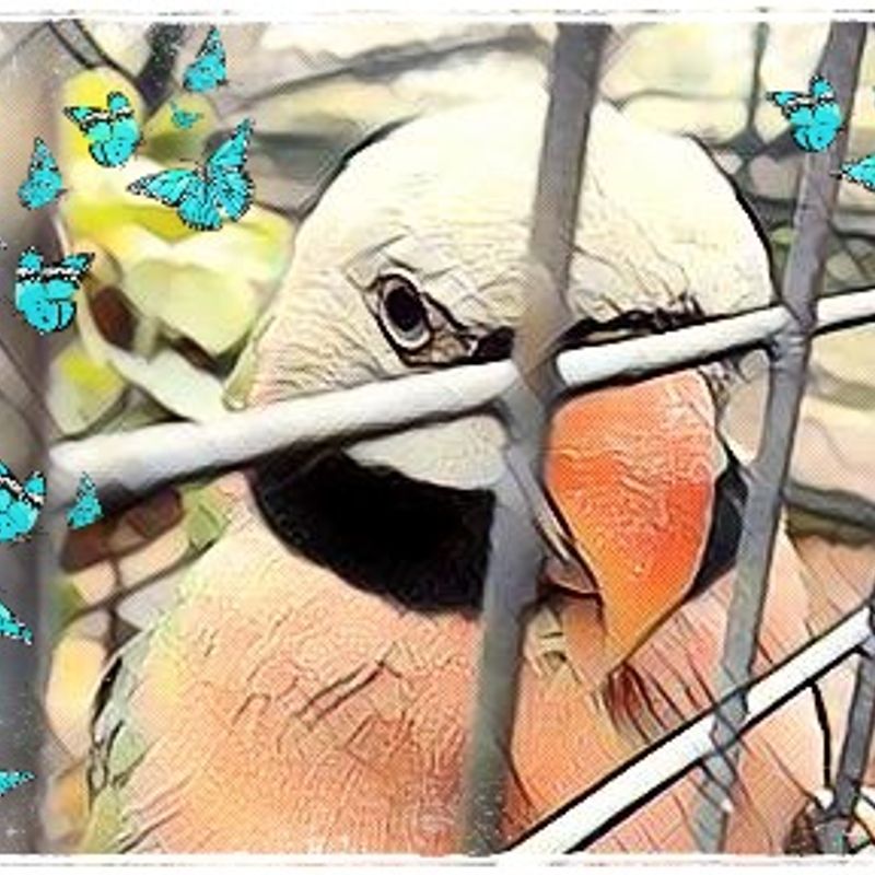 BIRD | NFT | Earn BNB, FTM, Polygon via NFTs | Airnfts