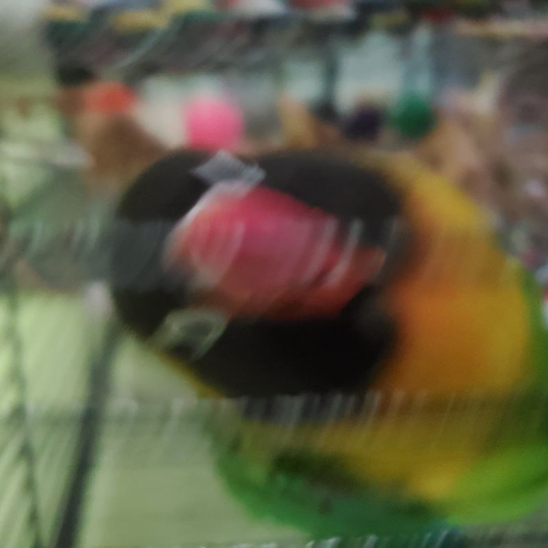 Bird teeth | NFT Collection | Airnfts