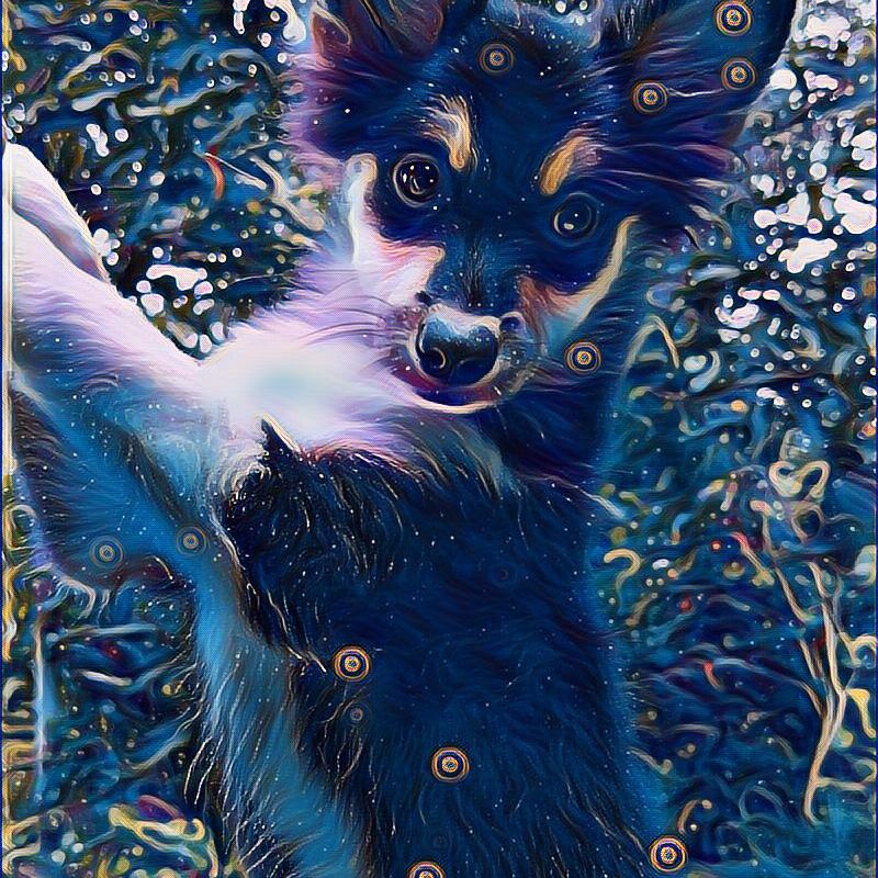 Cute Puppy | NFT Collection | Airnfts