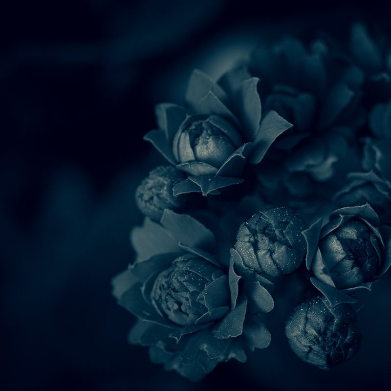 Into the blue | NFT Collection | Airnfts