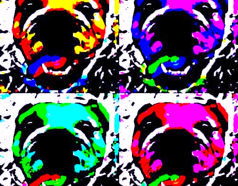 MULTI BULLDOG #001 | NFT Collection | Airnfts