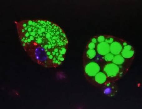 Rainbow_Cell | NFT Collection | Airnfts